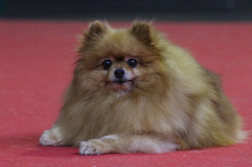 Accueil - Elevage des Gardiens d'Hadès - eleveur de chiens Spitz allemand